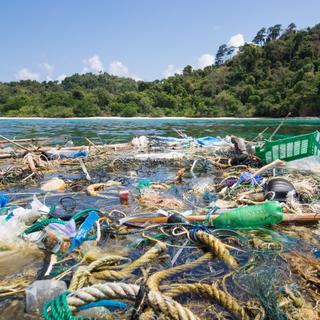 Un champignon mangeur de plastique découvert dans le vortex de déchets ...