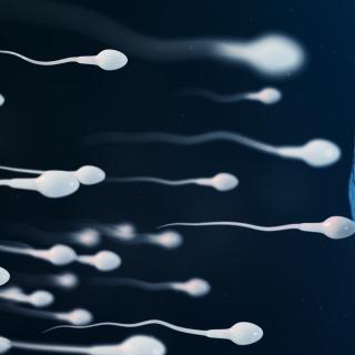 Définition | Allantoïde : qu'est-ce que c'est ? | Futura santé