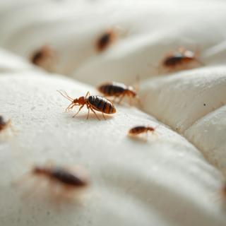 Définition | Induration : qu'est-ce que c'est ? | Futura santé