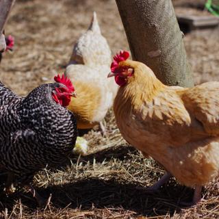 La folle histoire de Mike, le poulet sans tête
