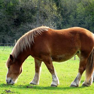 Fonds d'écran Cheval | Futura