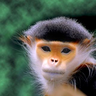 Nasique, singe arboricole de l'île de Bornéo