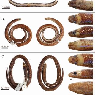 Les morsures de serpent dans le monde