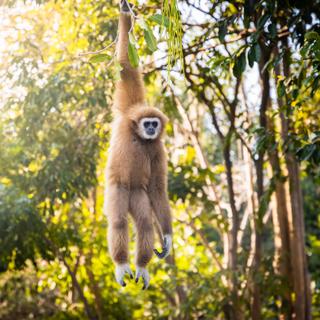 Singe | Futura Planète