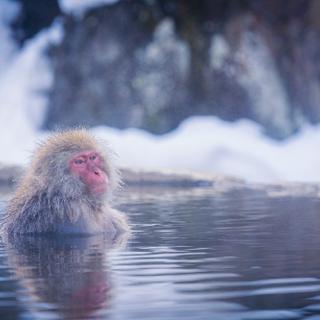 Découverte spectaculaire dans l’Hérault d'un fossile de crocodile marin ...