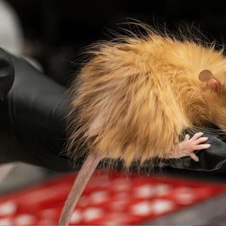 On n’avait pas entendu son hurlement depuis 13 000 ans : des chercheurs ...