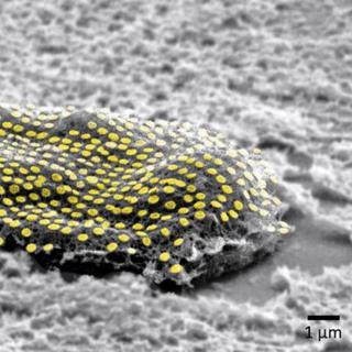 Définition | Placode : qu'est-ce que c'est ? | Futura santé