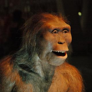 Définition | Lucy : qu'est-ce que c'est ? | Futura planète