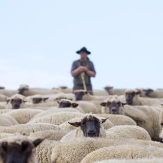 Le mystère des moutons qui tournent en rond : les pistes scientifiques ...