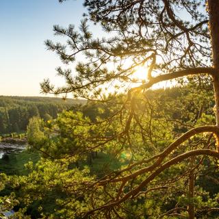 Un plan à 125 milliards pour sauver les forêts tropicales : la promesse ...