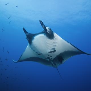 Définition | Laitance : qu'est-ce que c'est ? | Futura maison