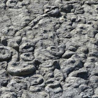 Découverte spectaculaire dans l’Hérault d'un fossile de crocodile marin ...