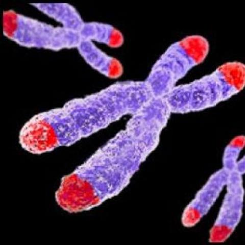 Menace sur le chromosome Y : ce nouveau gène pourrait façonner l’avenir ...