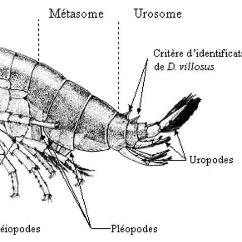 Définition | Krill : qu'est-ce que c'est ? | Futura planète