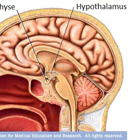 Définition | Hypothalamus : qu'est-ce que c'est ? | Futura santé