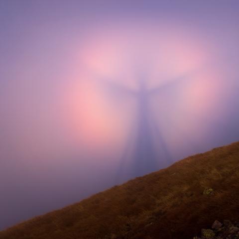 Définition | Phanère : qu'est-ce que c'est ? | Futura planète