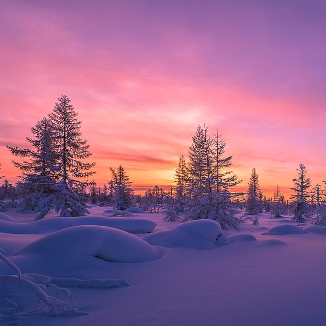 Quelle est la différence entre rainette et grenouille