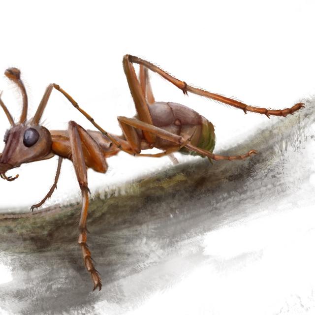 Définition | Oryctérope du Cap : qu'est-ce que c'est ? | Futura planète