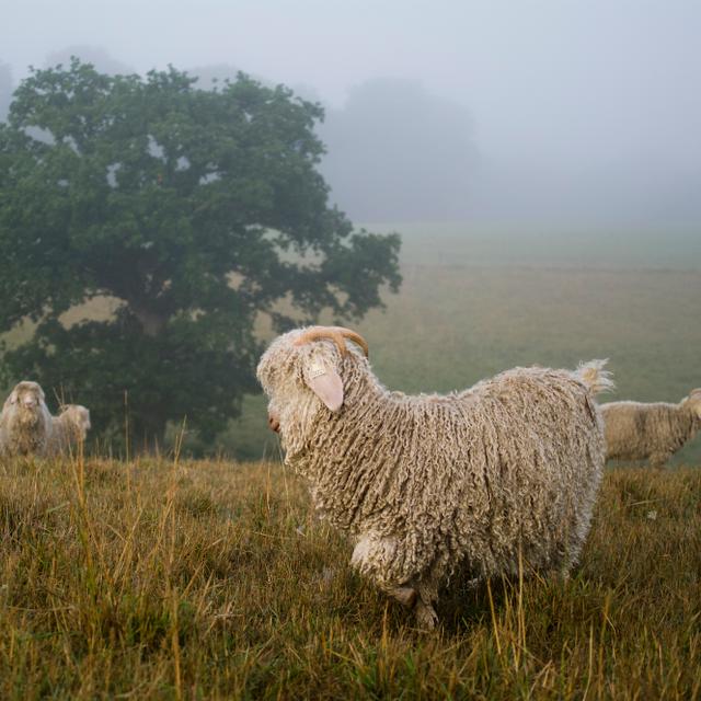 Définition | Mohair : qu'est-ce que c'est ? | Futura planète