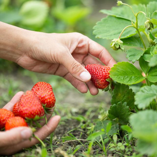 Définition | Plantigrade : qu'est-ce que c'est ? | Futura planète
