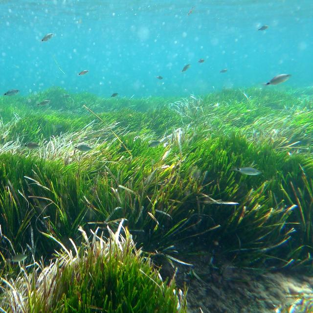 Définition | Sessile : qu'est-ce que c'est ? | Futura santé