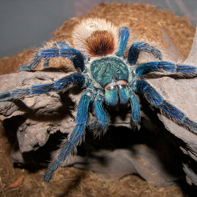 Cette mygale d’un bleu irisdescent découverte en Thaïlande fascine les ...