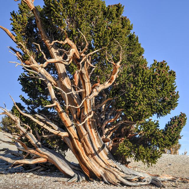 Sapin, épicéa, pin : quelles différences
