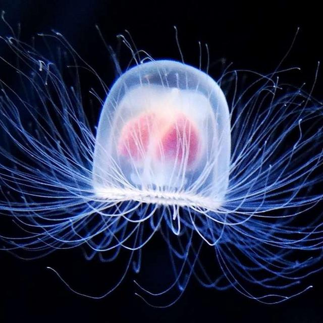 Le mystère de la « méduse Benjamin Button » ou « méduse immortelle