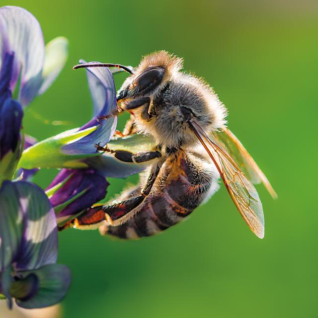 Définition | Sessile : qu'est-ce que c'est ? | Futura santé
