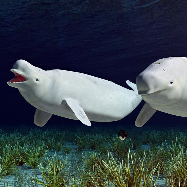 Le béluga espion qui fascinait le monde disparaît soudainement : que s’est-il passé