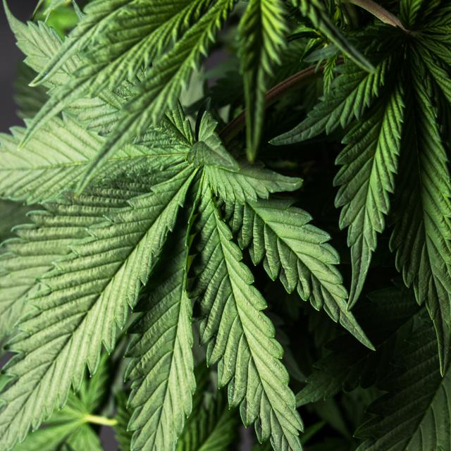 « Six fois plus de risques » : l’alerte choc sur le cannabis