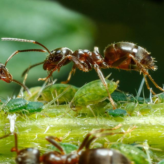 Les Photos Fourmis | Futura