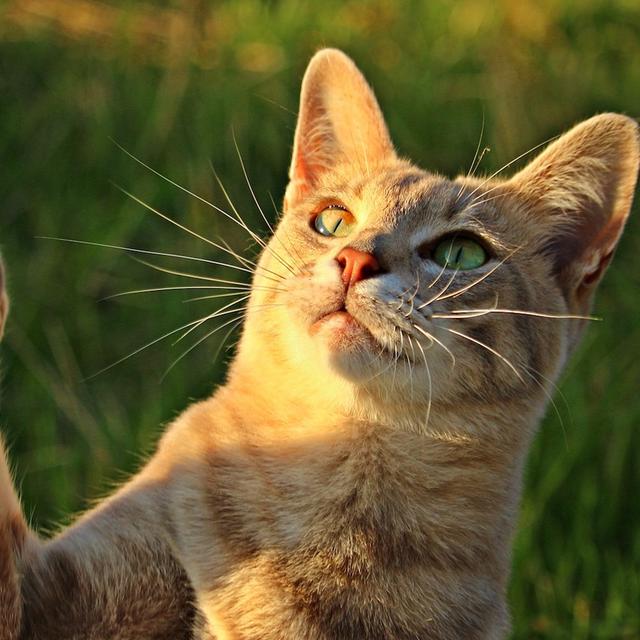 Quelle différence entre un homard et une langouste