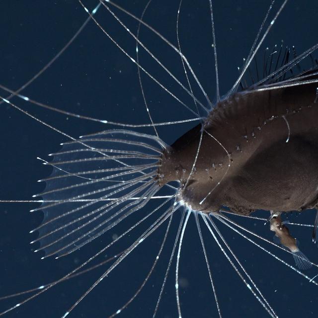 Le parasitisme sexuel, ou comment ces poissons des abysses se reproduisent