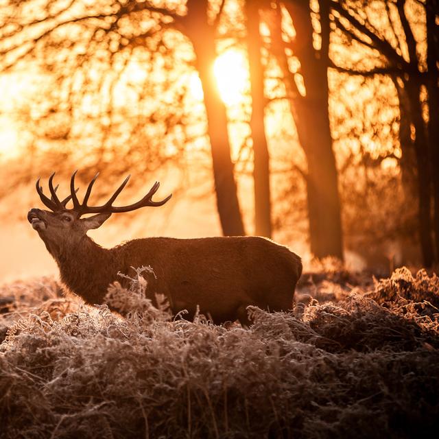 Définition | Cerf de Virginie : qu'est-ce que c'est ? | Futura planète