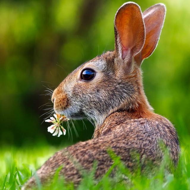 Combien de temps dure la gestation d’un lapin et comment se déroule-t ...