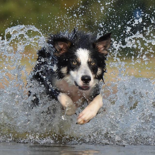 Chien ou chat ? Voici lequel des deux est génétiquement le plus proche ...