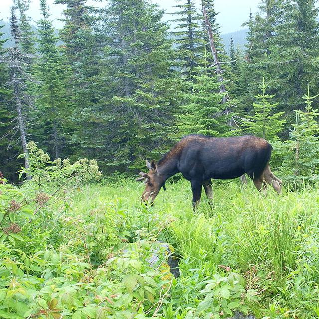 Définition | Élan : qu'est-ce que c'est ? | Futura planète