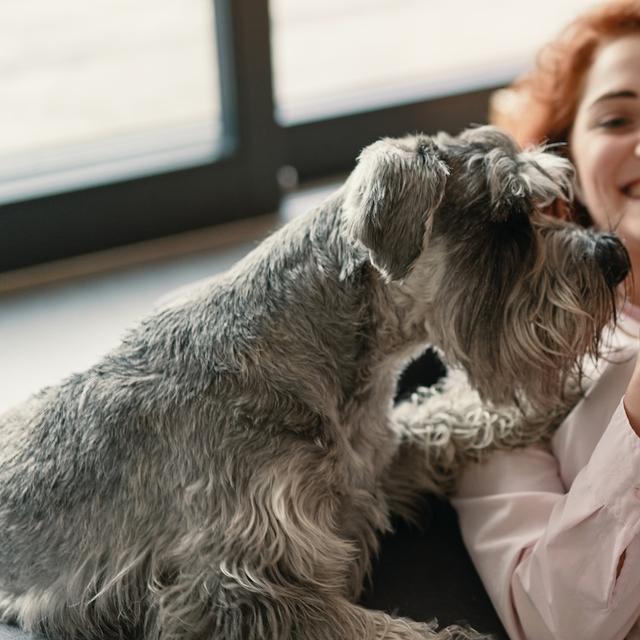 Chat, chien, lapin : Quel animal de compagnie aide vraiment à réduire ...