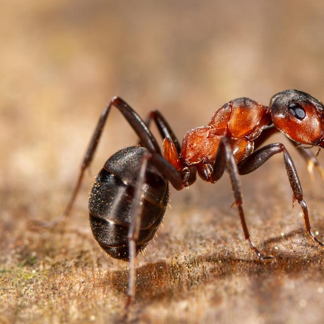 Ce que l’on sait de « Tapinoma magnum », la fourmi noire et brillante ...