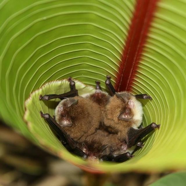 Hibernation et migration : le cycle de vie de la chauve-souris