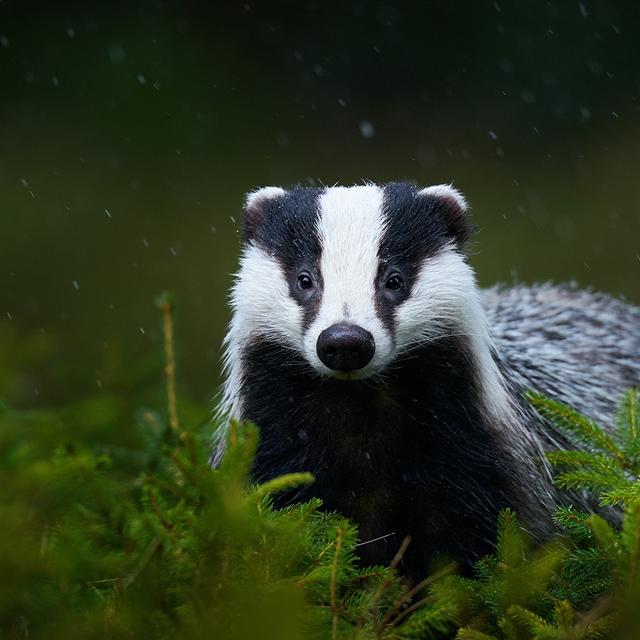 Définition | Plantigrade : qu'est-ce que c'est ? | Futura planète