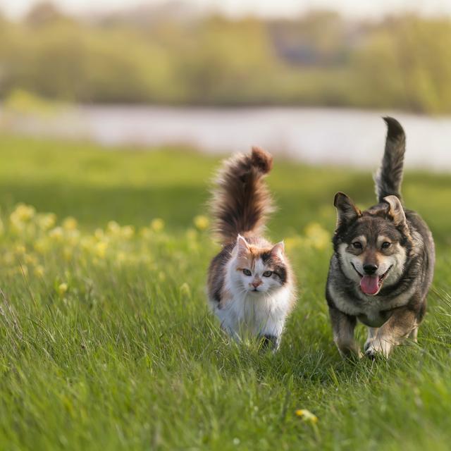 Qui est le plus intelligent, le chien ou le chat ? La réponse pourrait ...