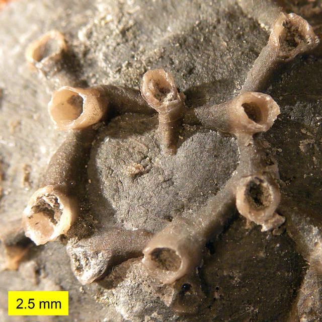 L'extinction massive du Dévonien due à un manque d'oxygène