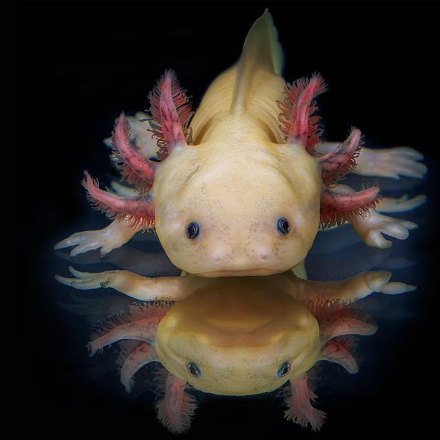 Définition | Macle : qu'est-ce que c'est ? | Futura planète