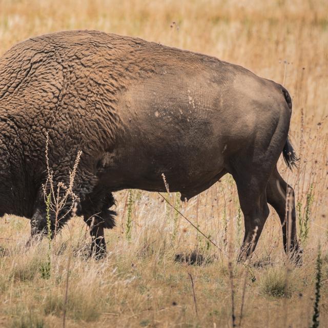 Définition | Bison d'Amérique du Nord : qu'est-ce que c'est ? | Futura ...
