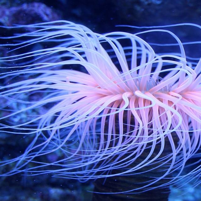 Vous n’avez jamais vu ça : les abysses dévoilent enfin leurs créatures ...