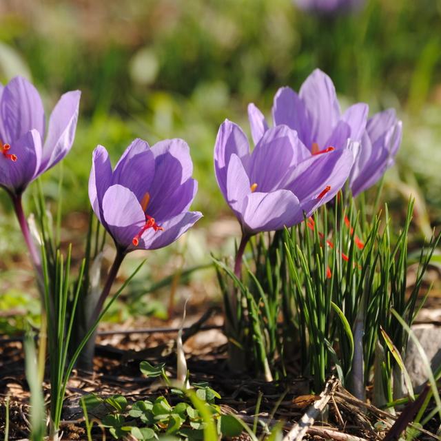 Définition | Crocus à safran : qu'est-ce que c'est ? | Futura planète