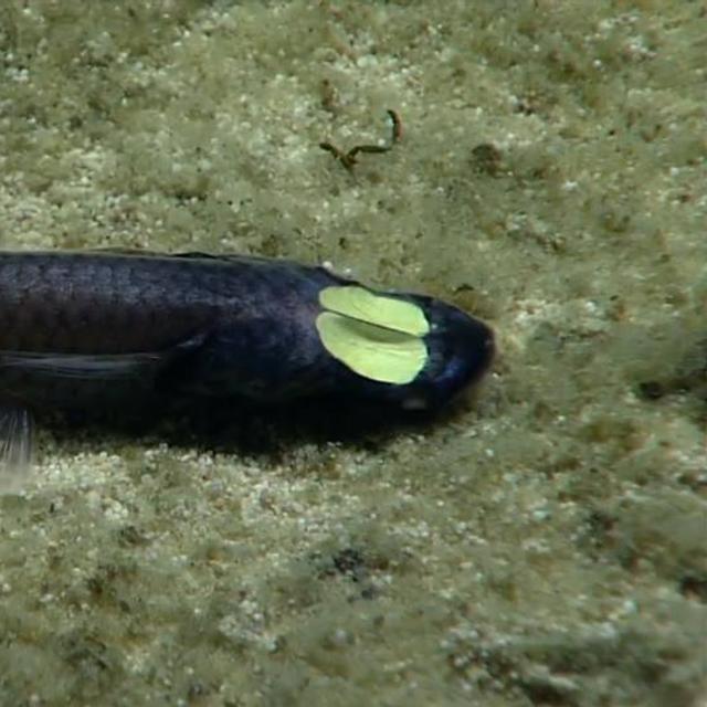Un terrifiant poisson des profondeurs pour la première fois en vidéo