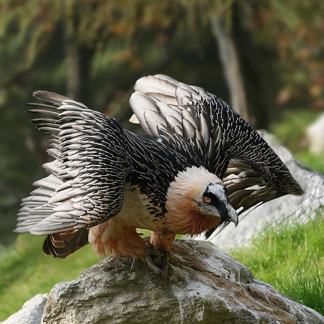 Caractéristiques des rapaces et anatomie : becs, pattes, yeux…